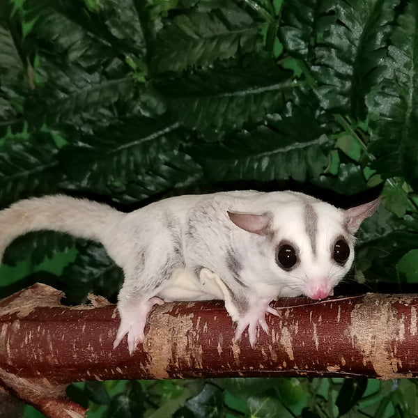 ruby leucistic sugar glider